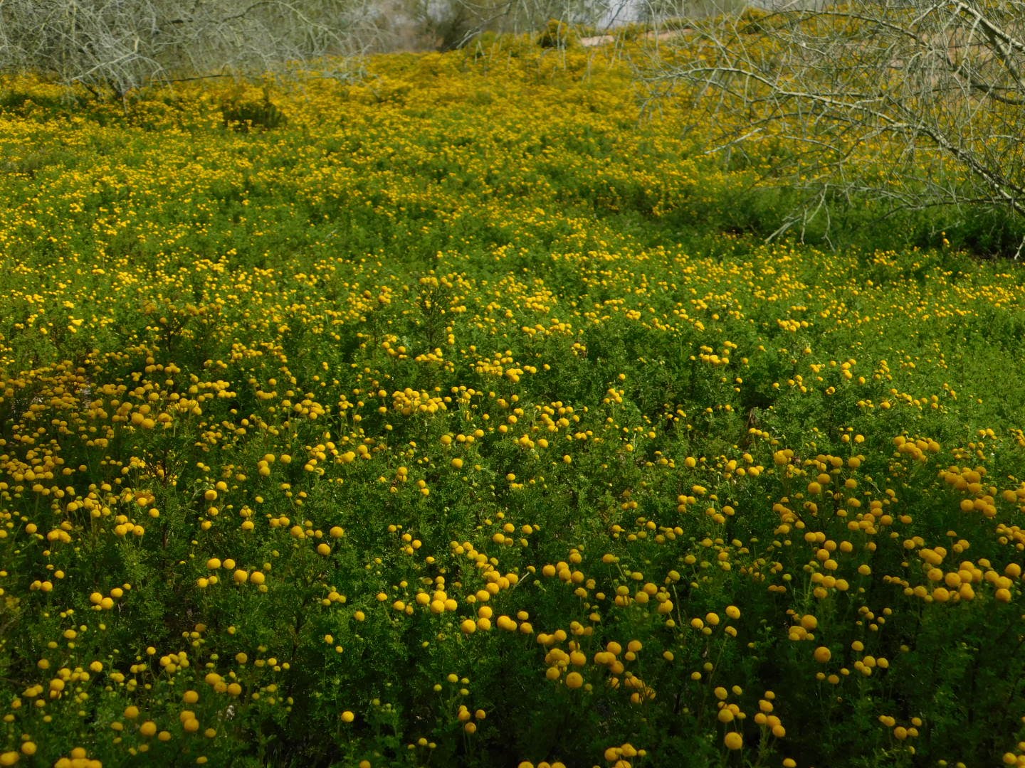 Stinknet (Globe Chamomile) – SWVMA