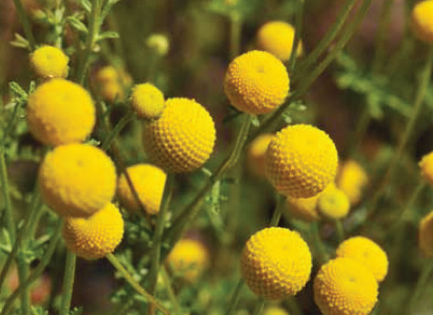 Stinknet (Globe Chamomile) a relatively recent and problematic arrival ...