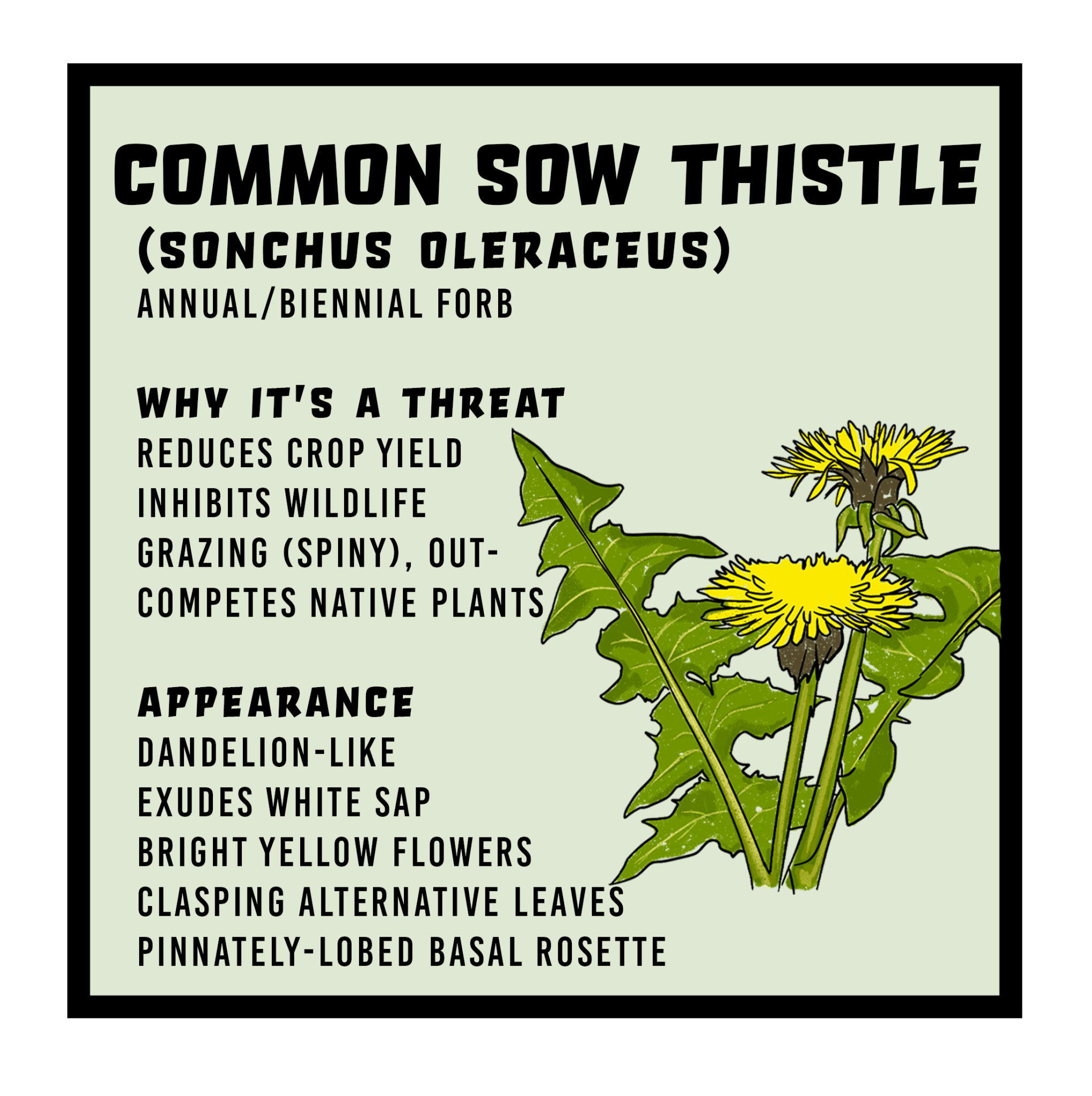 Common Sow Thistle – SWVMA