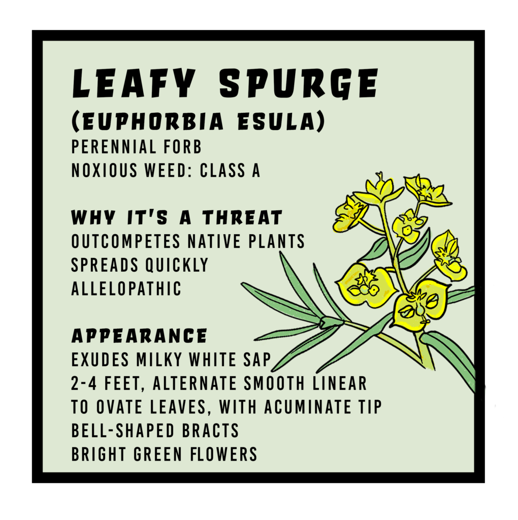 Leafy Spurge – SWVMA
