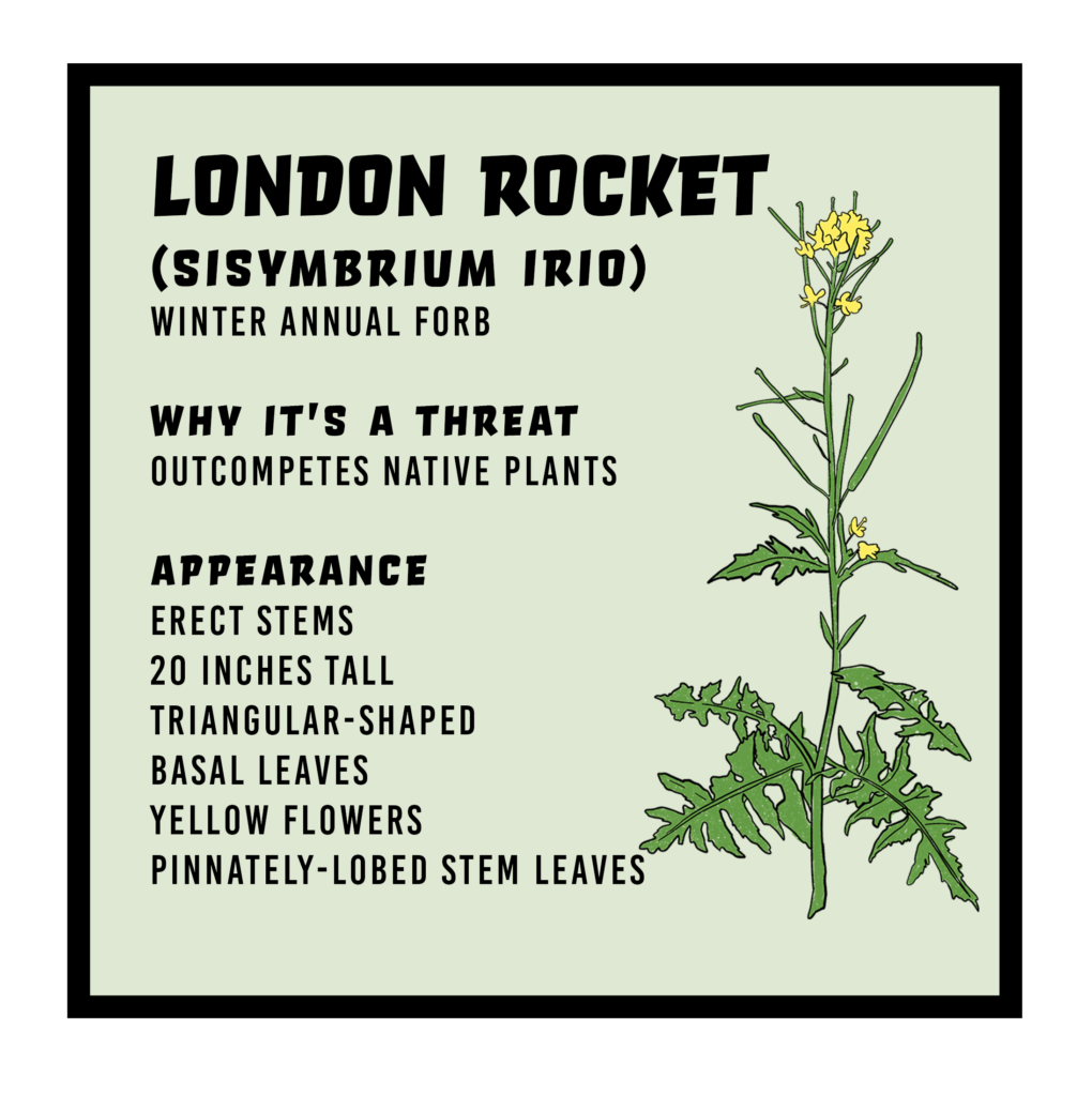 London Rocket SWVMA