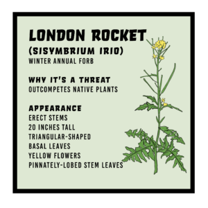 London Rocket – SWVMA