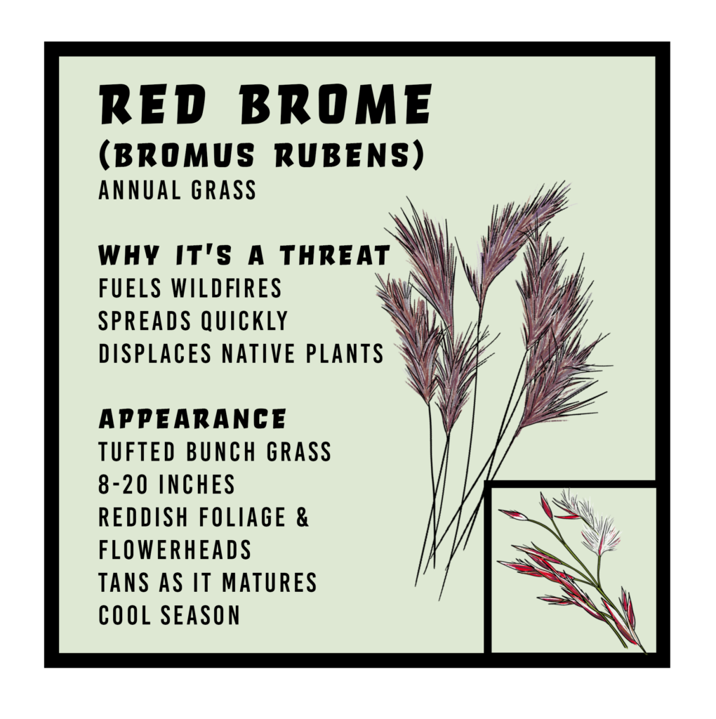 Red Brome SWVMA