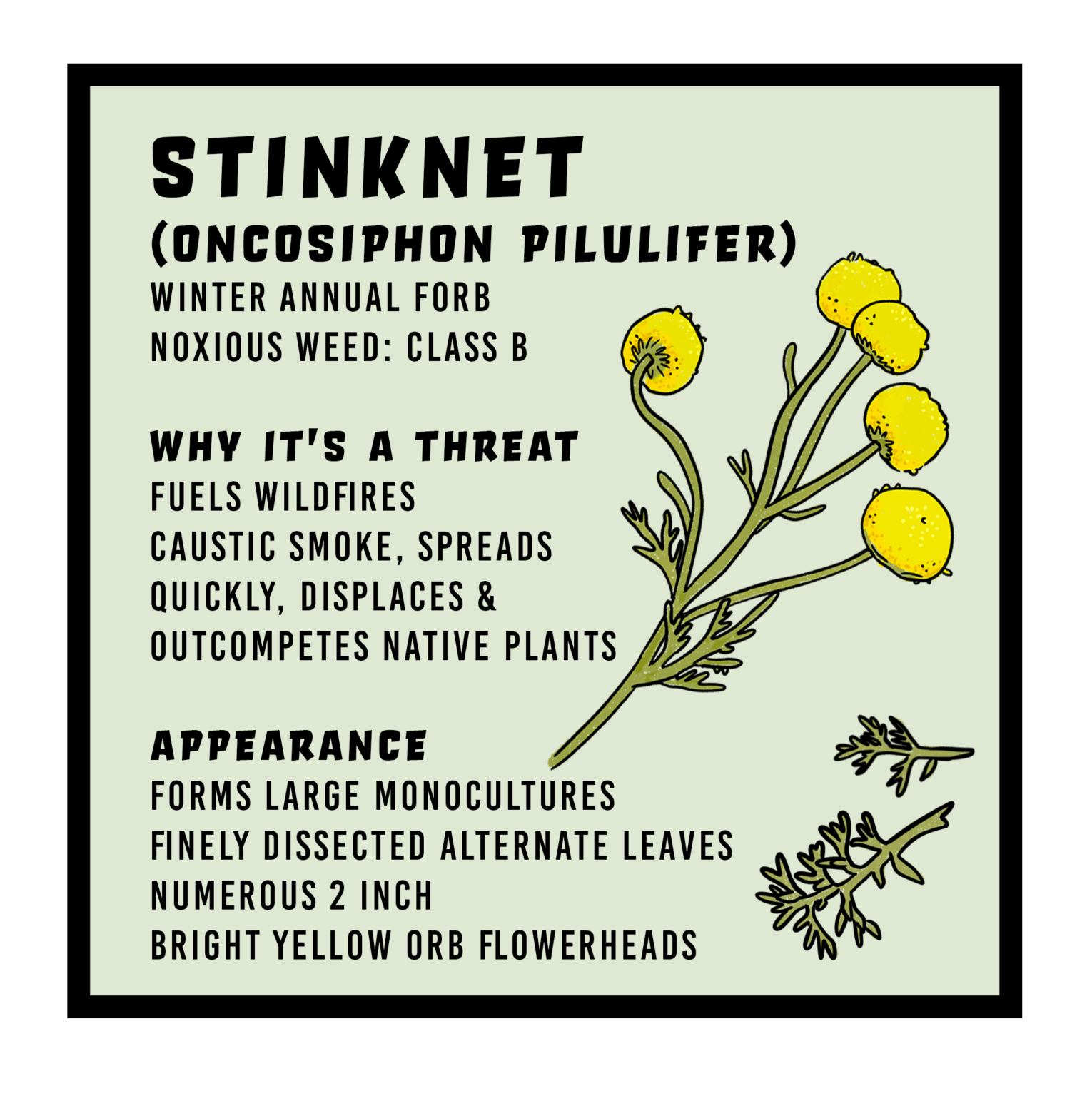 Stinknet (Globe Chamomile) – SWVMA
