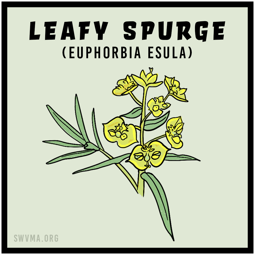 North Arizona Invasive Plants – SWVMA
