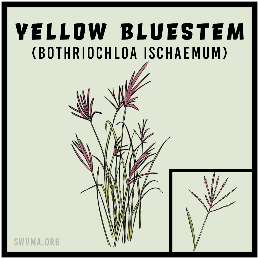 North Arizona Invasive Plants – SWVMA